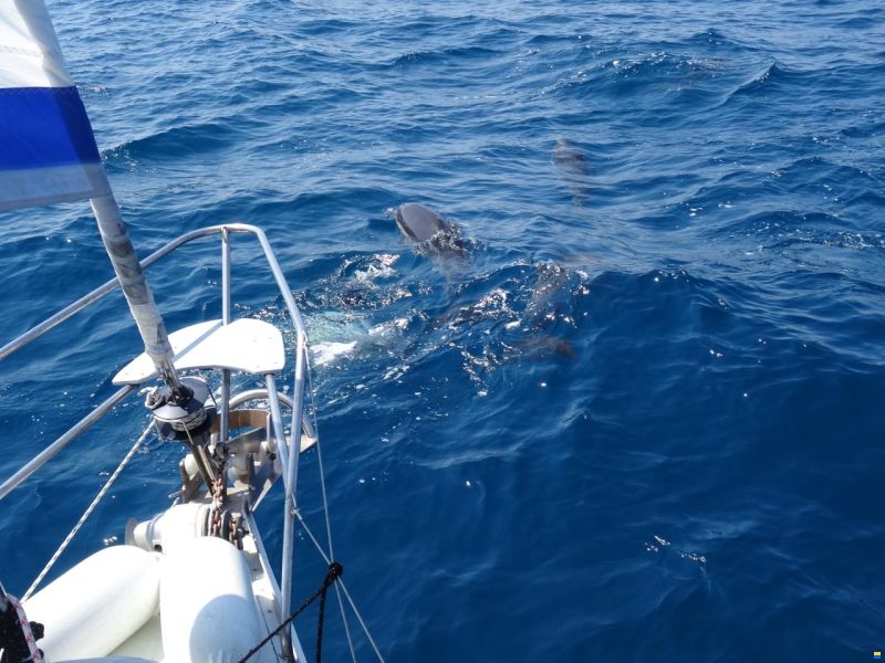 1983 Gibert Marine GibSea 106, EUR 39.000,-