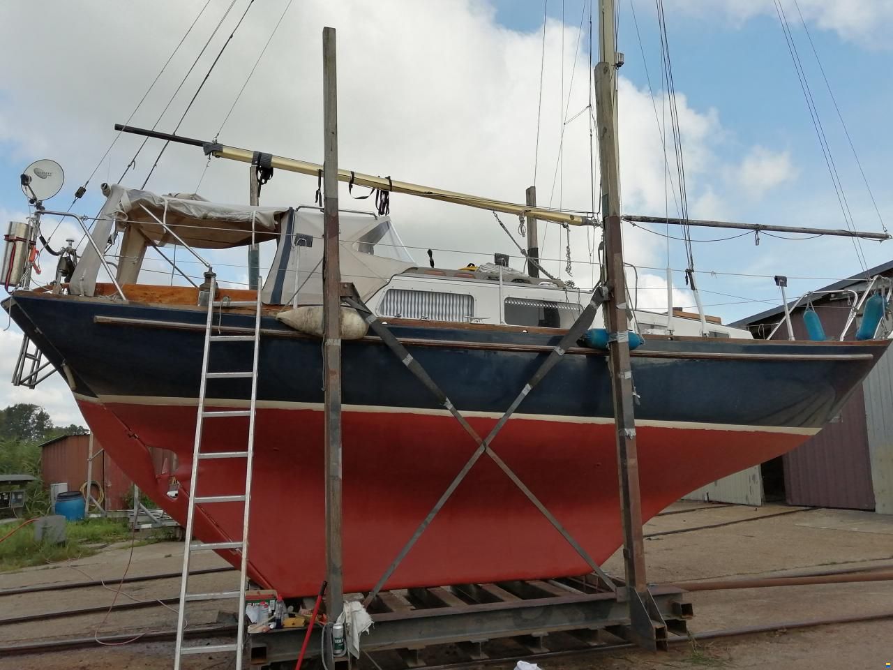 Great dane 28